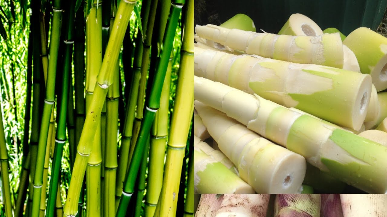 #AMAKURU_MASHYA UKO NAWE WARYA #IMIGANO KWIFUNGURO RYA BURIMUNSI - YouTube