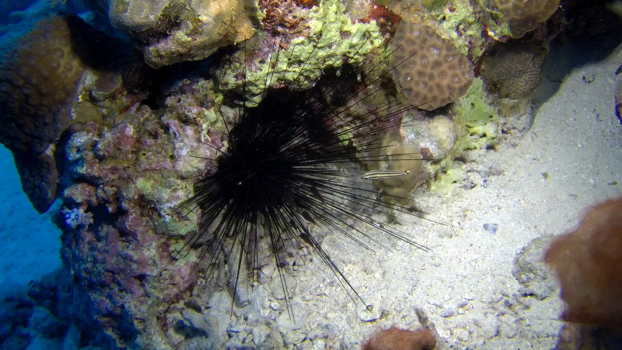 Seeigel im Roten Meer: hübsch und widerborstig - YouTube