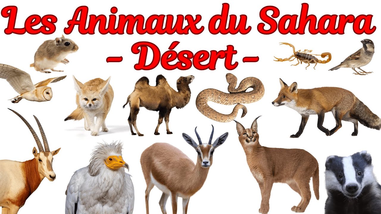 Les animaux du Sahara | désert 🏜️🐪 | Apprends les noms des animaux avec ...