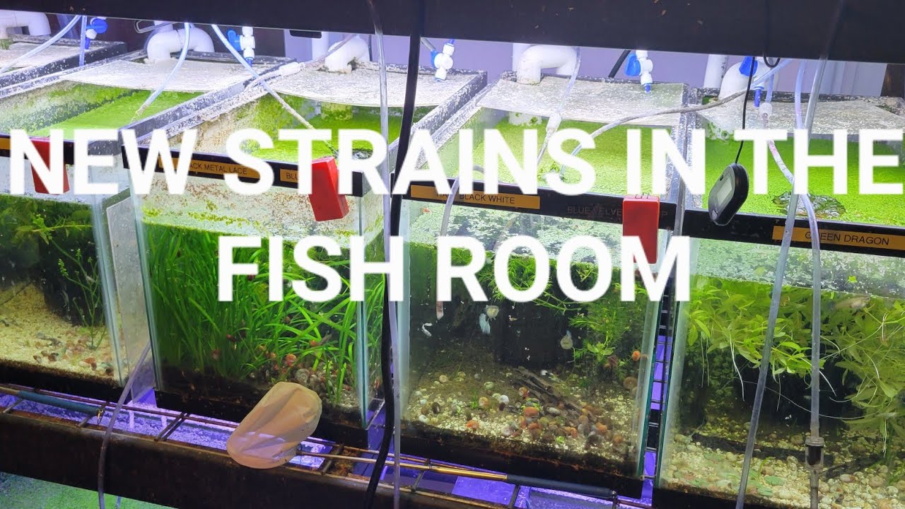 NEW FISH IN THE FISH ROOM - YouTube
