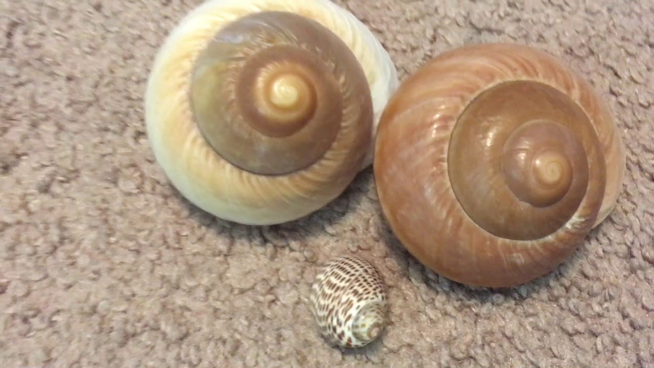 My Shell Collection: Identification and Facts - YouTube