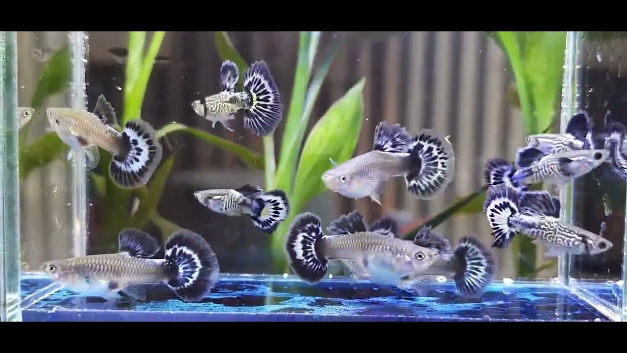 Gupik Snake Skin Blue Ivory / Gupiki Świata - YouTube