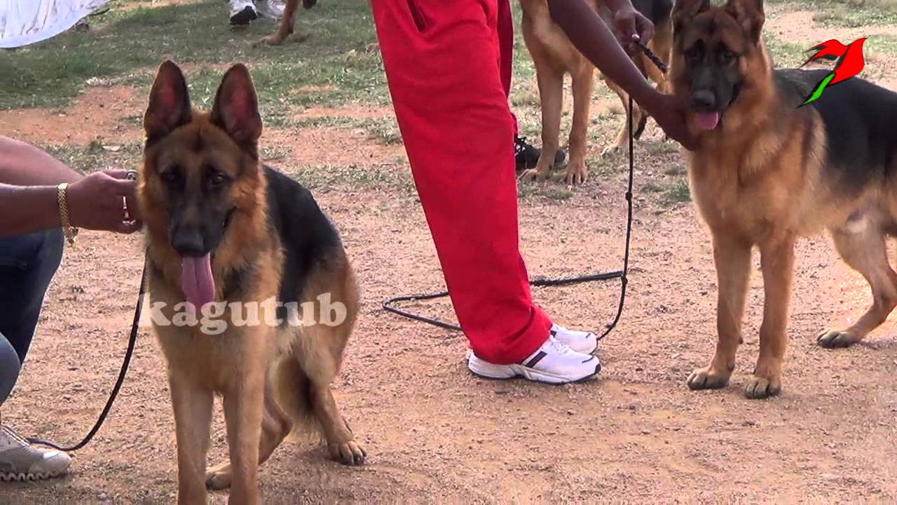 The Best Campionship German Shepherd Dog show - YouTube