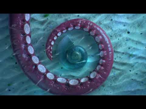 Patterns and Numbers in the Nature of the World - YouTube