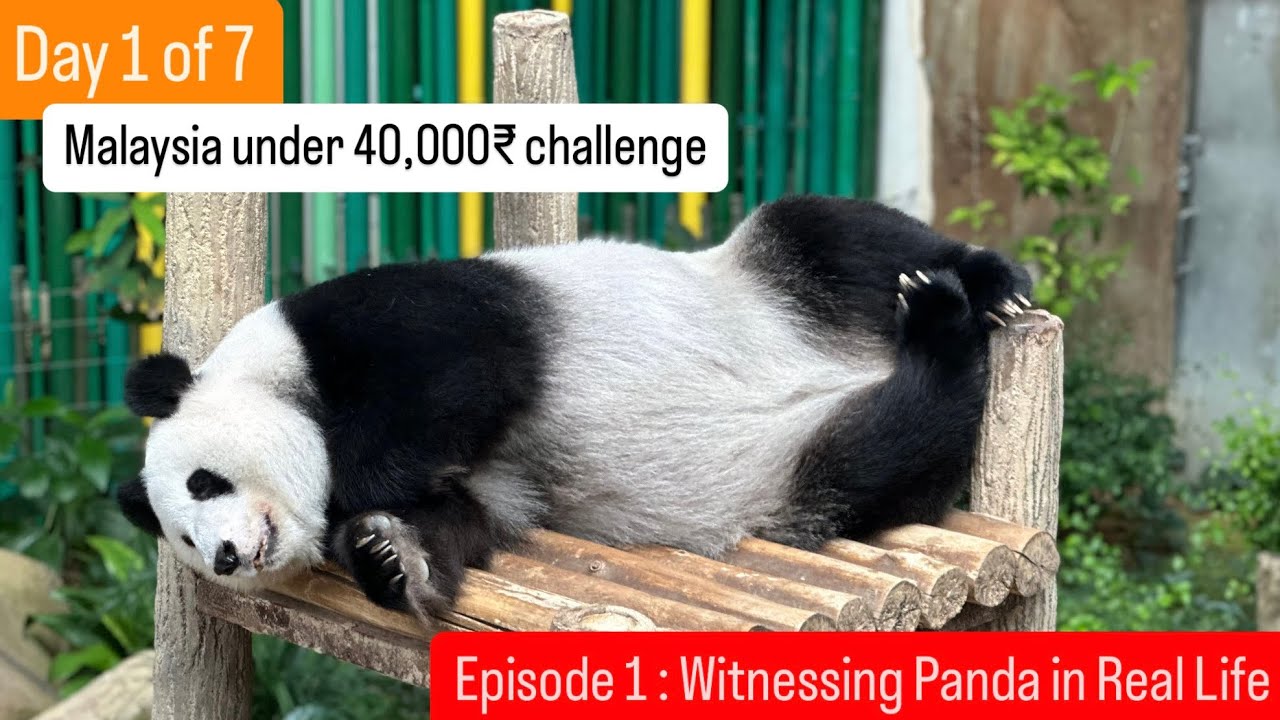 Malaysia under 40,000₹ challenge | Episode 1 : Witnessing Cute Panda in ...