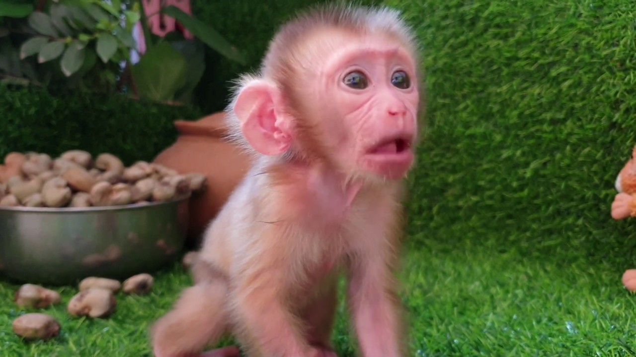 Cute Aba Baby Monkey Say Hello to Daddy for Milk - YouTube