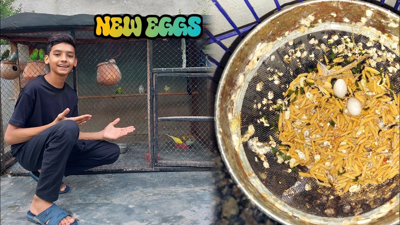 Hamari Doves Or Finches Ny Andy Dena Start Kr Diye 🎉🥚 - YouTube