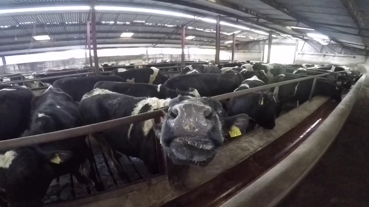 FEEDING WEANLINGS AND LOOK AT THEIR PROGRESS - YouTube