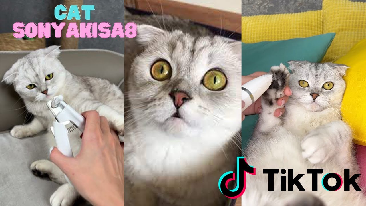 THE MOST VIRAL TIKTOK VIDEOS SONYAKISA8 Compilation 2022 ~ Funny Cats ...