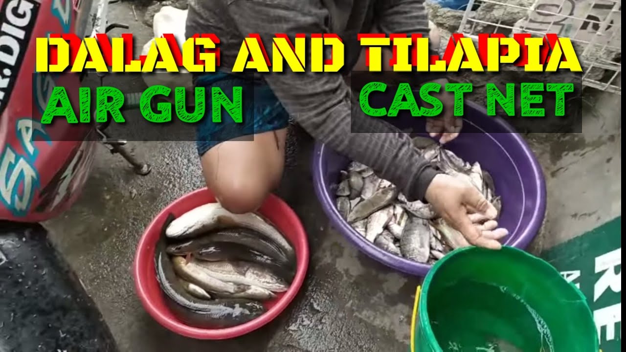 EP247 - tiksay fish hunting(TAG-ULAN#86) RESBAK DALAG,BULIG,SNAKE HEAD ...