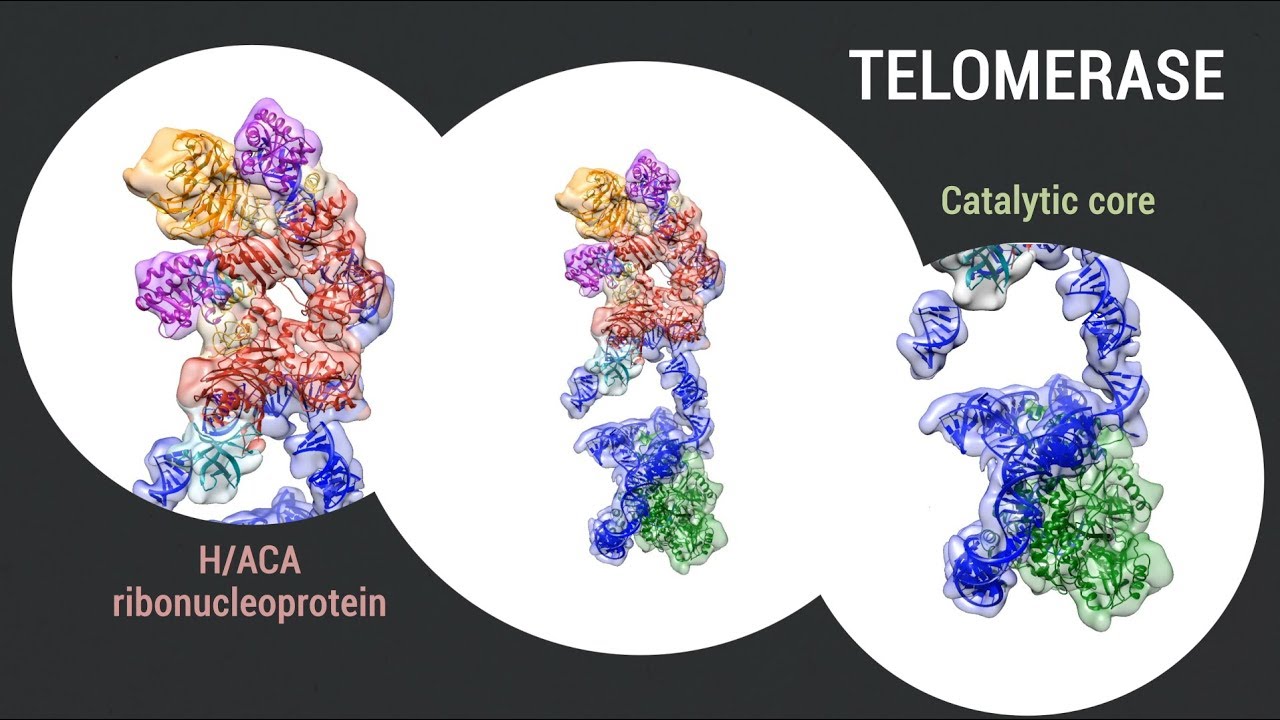 Cryo-EM structure of substrate-bound human telomerase holoenzyme - YouTube
