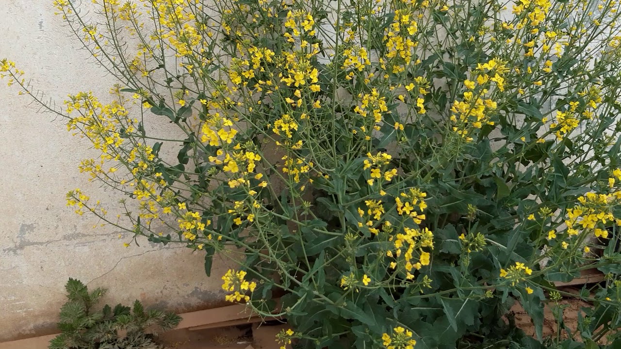 Rzepak Gigant, Giant rapeseed - YouTube