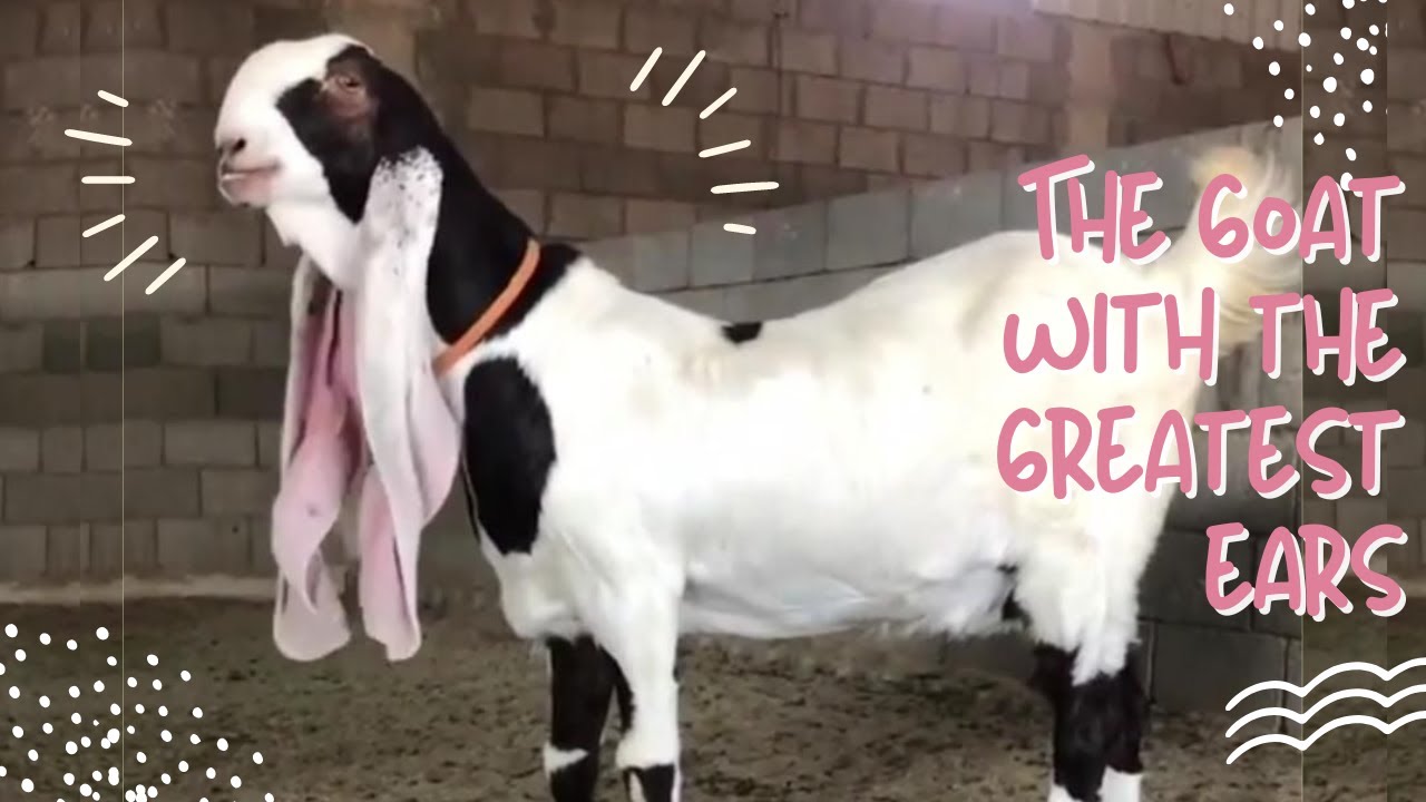 Hejazi Goat: The Ultimate Long Eared Goat - YouTube