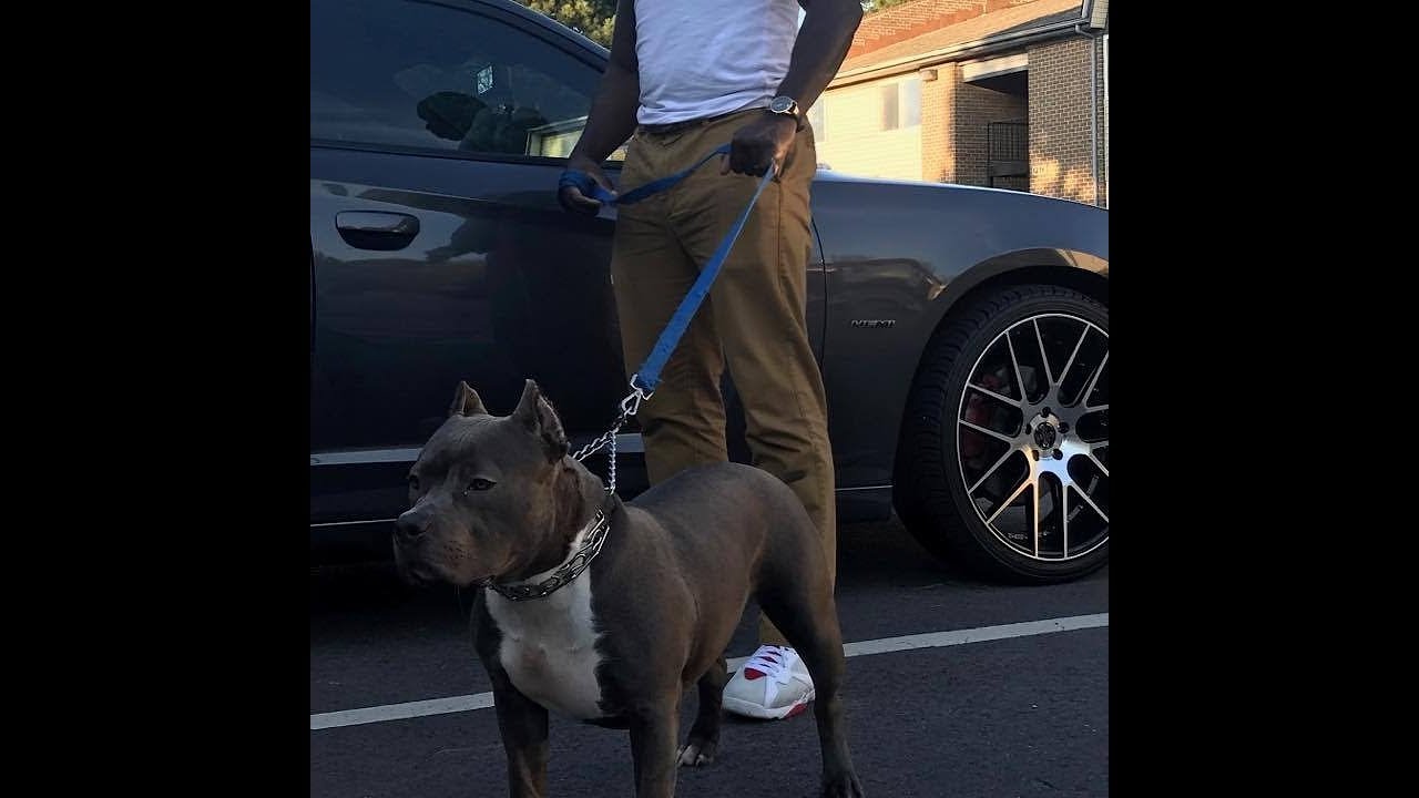 Raw Feeding My American Bully XL - YouTube