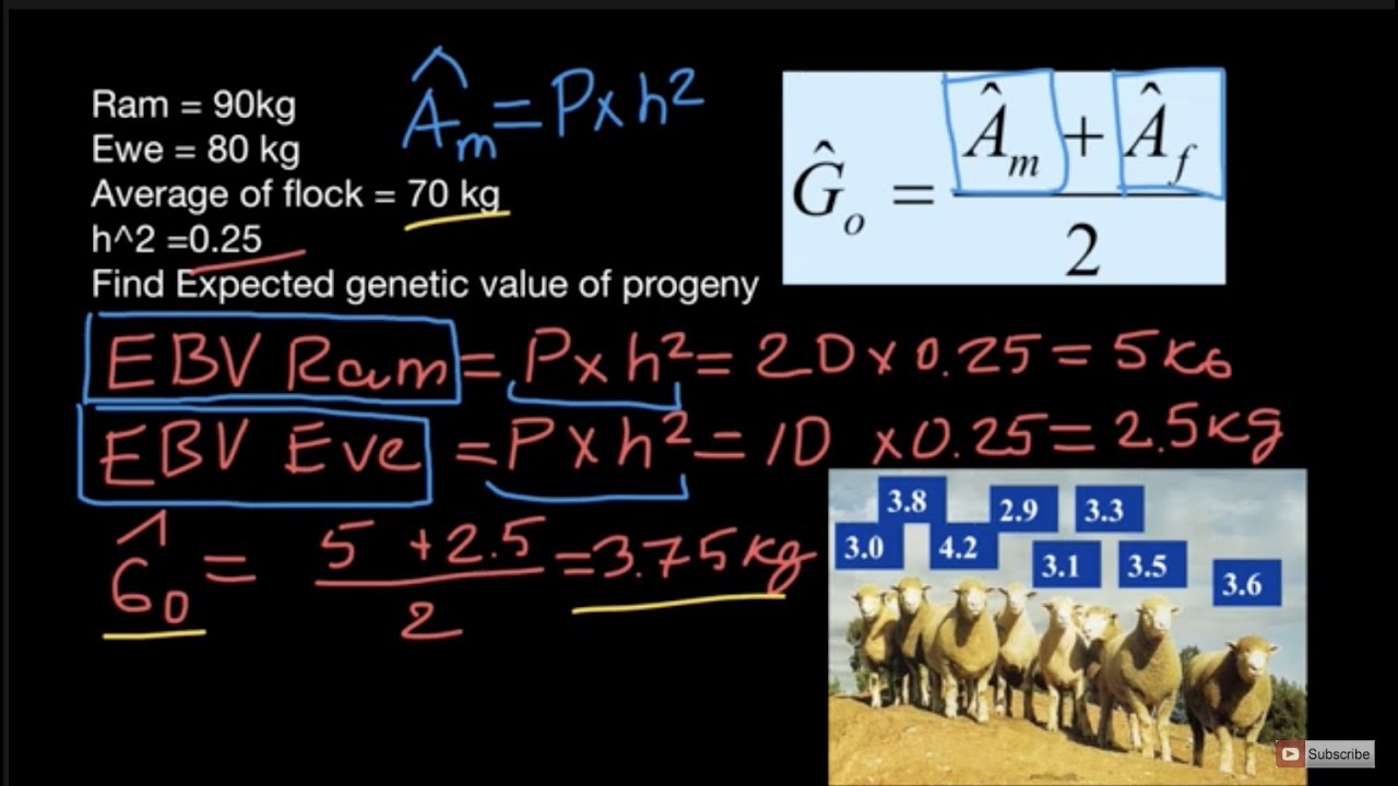 Estimated Breeding Value And Expected Genetic Value Explained YouTube estimated-breeding-value-and-expected-genetic-value-explained-youtube