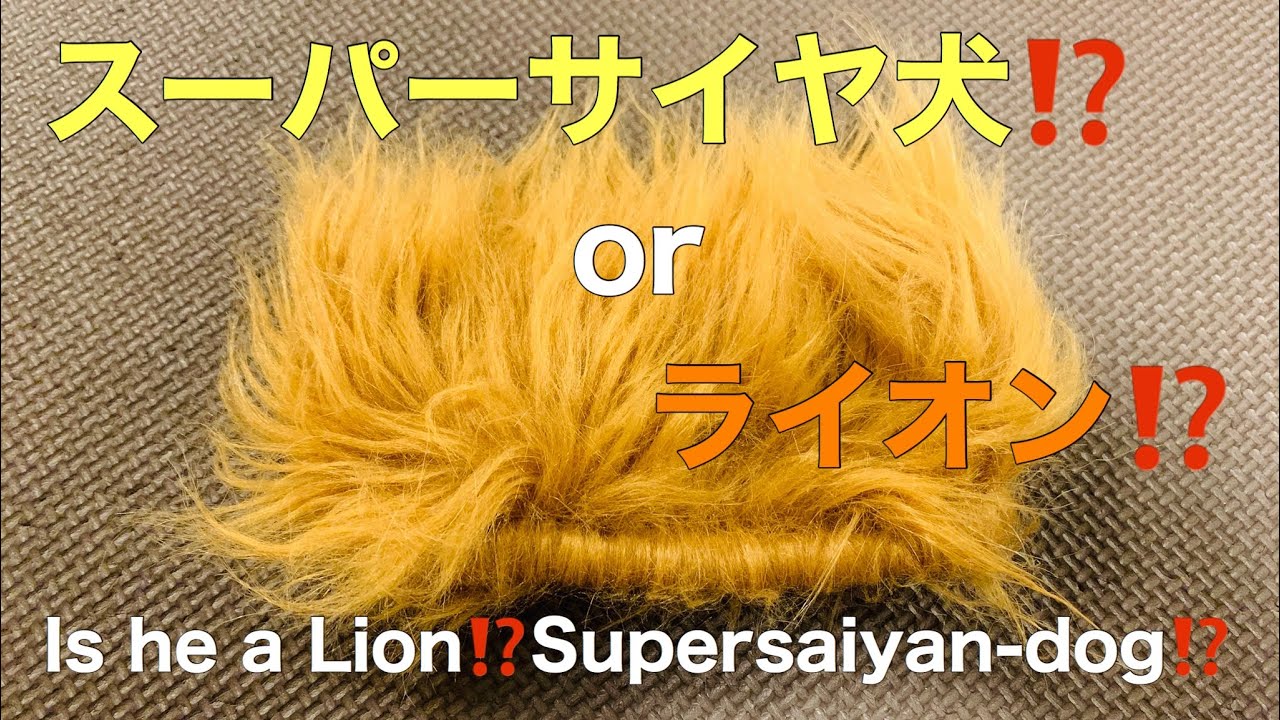 ライオン？スーパーサイヤ犬？(Is he a Lion? or Super Saiyan Dog?) - YouTube