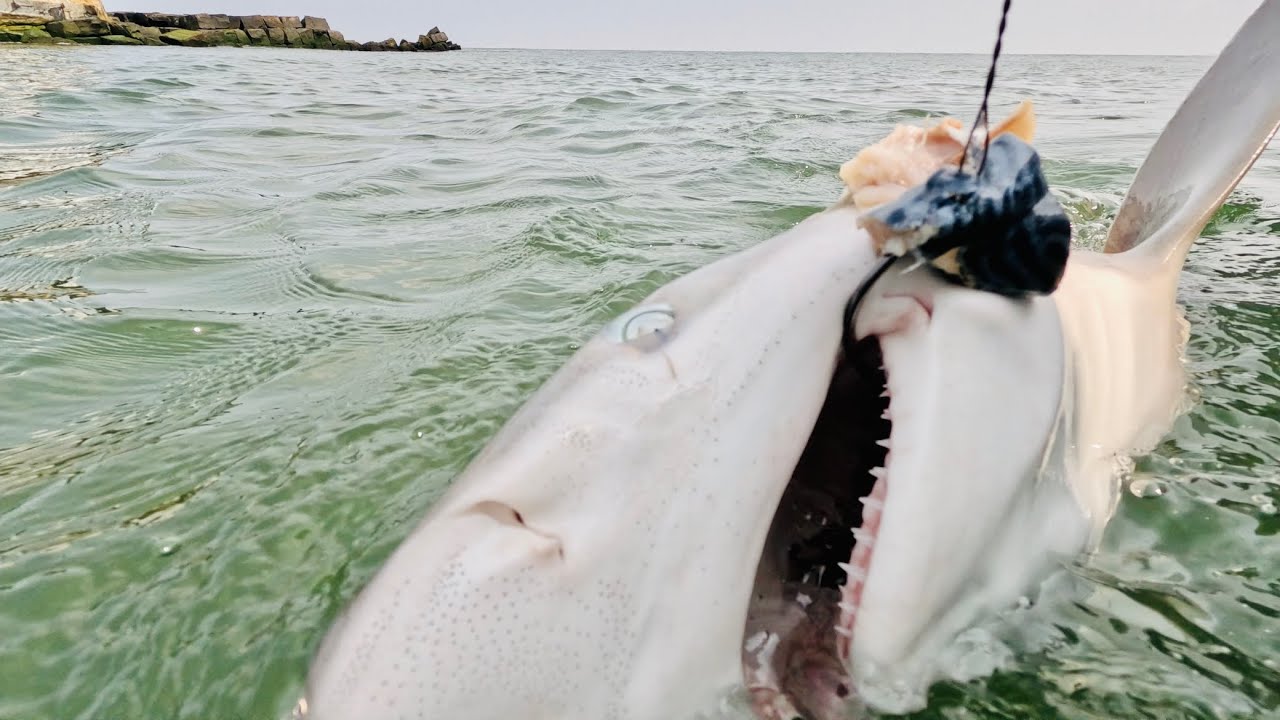 SHARK FISHING off the coast of Lewes Delaware aboard The Pale Horse ...