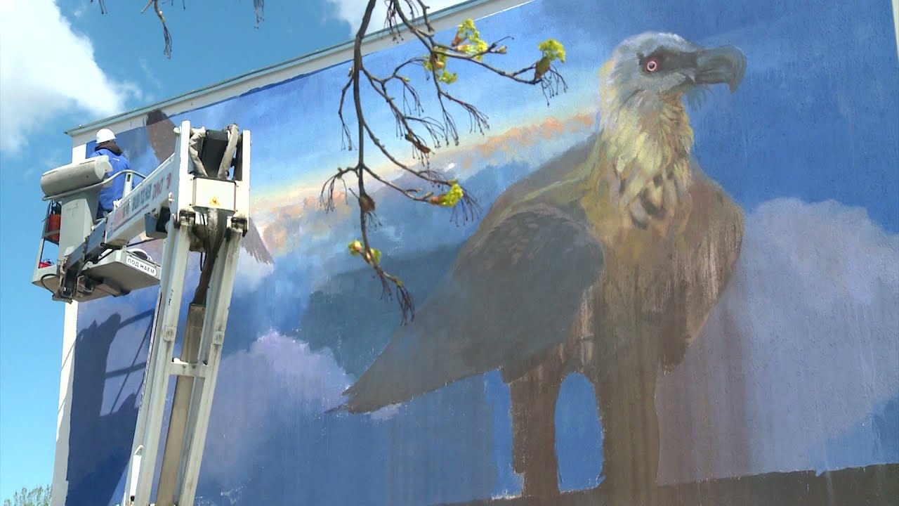 Брадатият лешояд - стъпка към завръщането - YouTube