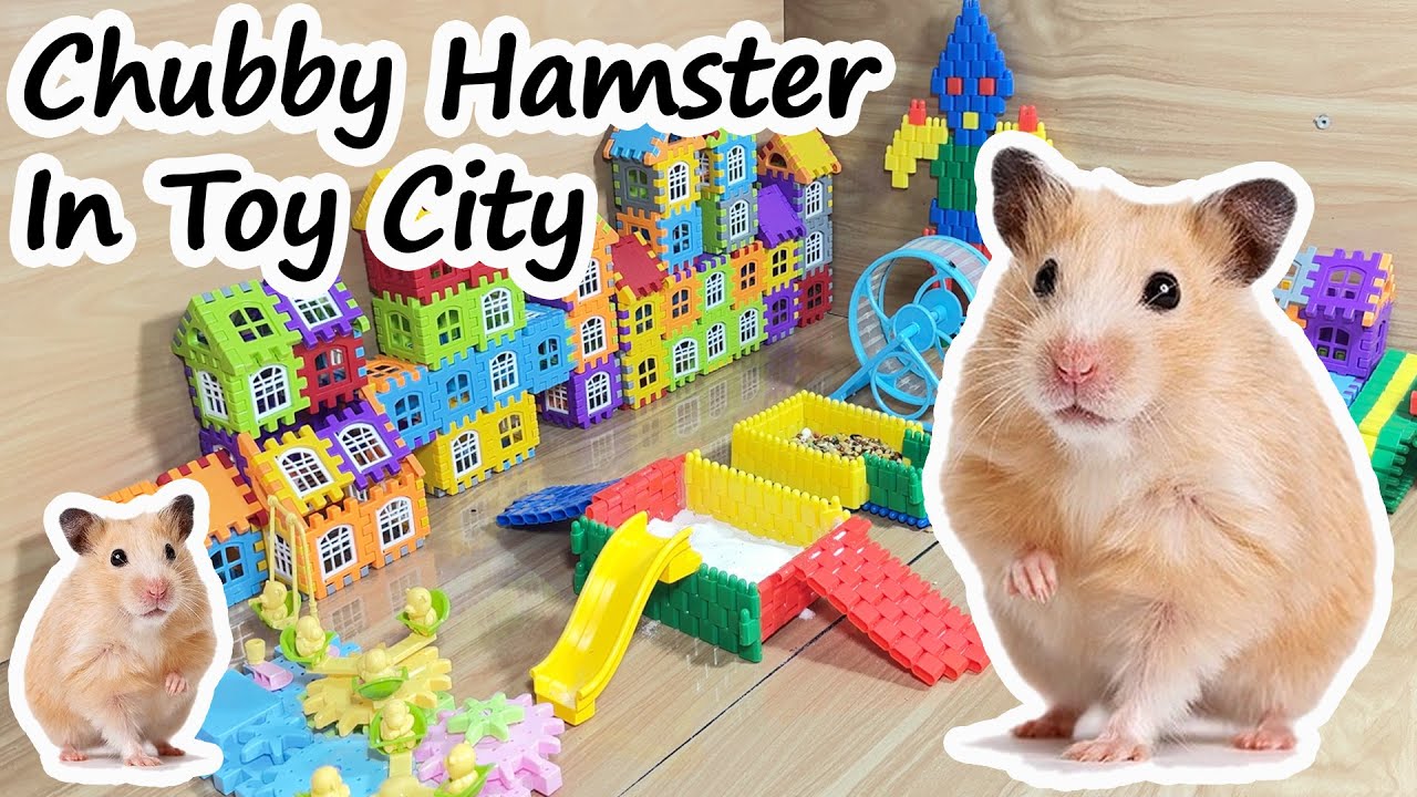 Chubby Hamster In Big Toy City | The Awesome Hamster Pets | Hamster ...