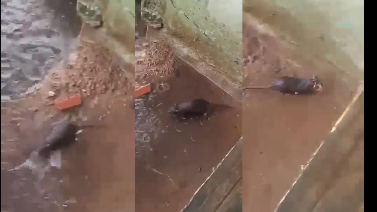 Mother Mouse Rush Into Water To Save Child In A Rainy day - YouTube