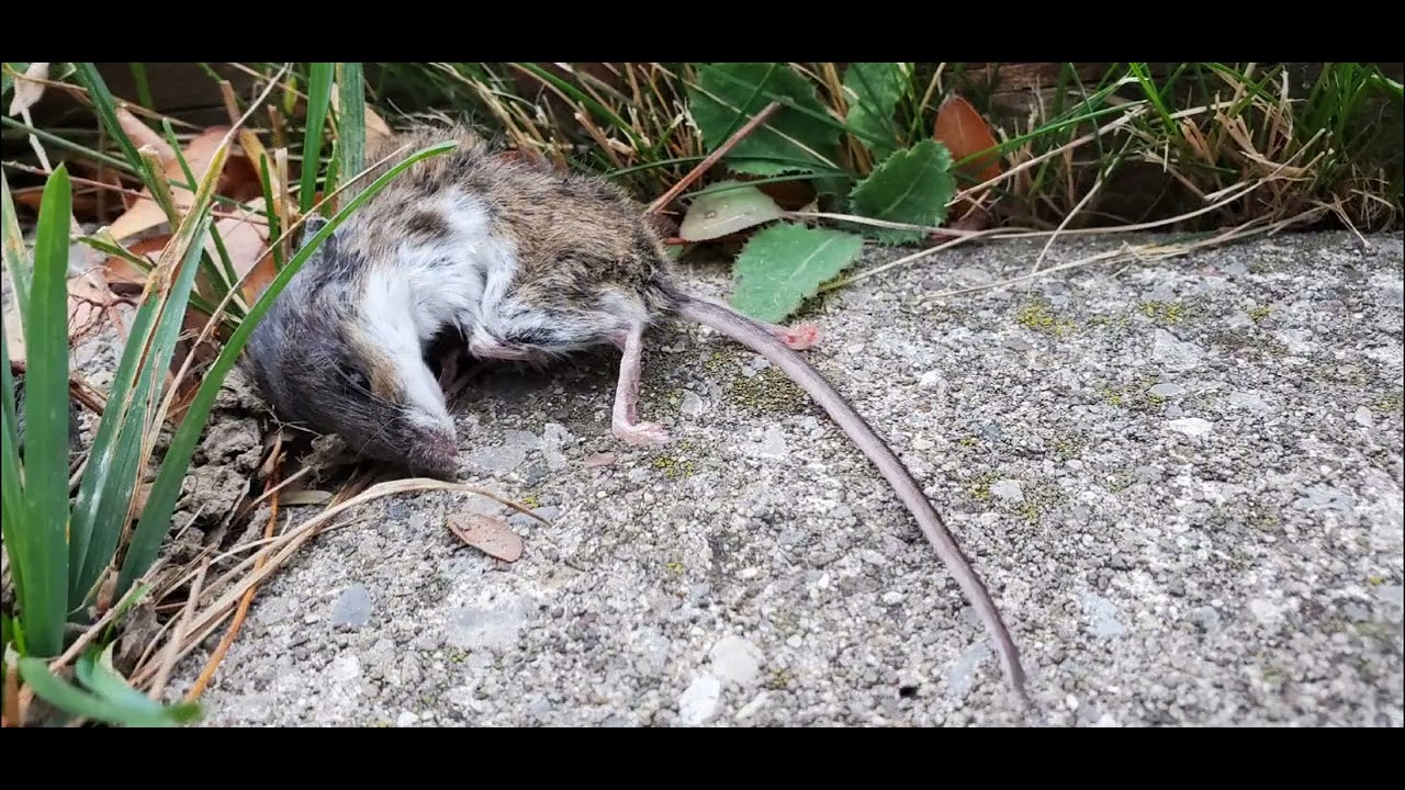 Sad Dead Mouse😔 #mouse #sad - YouTube