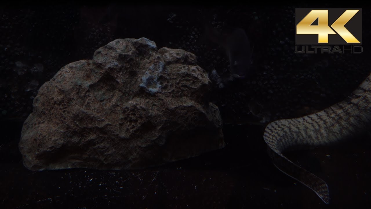 Belut Laut Langka - Ikan Moa - Moray Eeel - Ikan Sidat - Unagi - Belut ...