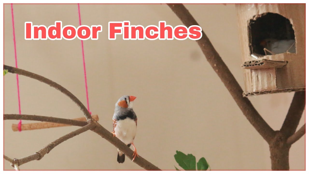 how to setup finches indoor without cage - YouTube