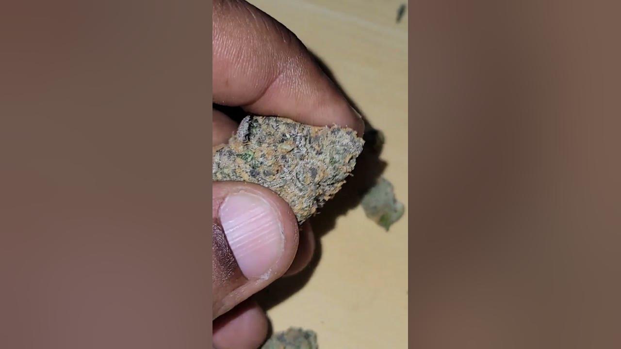 Mega Z Red Rs11 Cultivated By Super Dope X Teds Budz Youtube