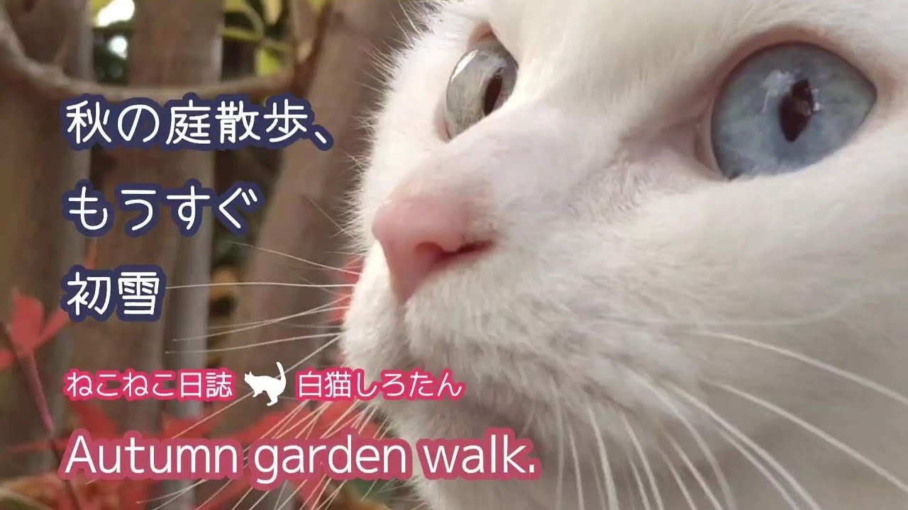 【猫散歩】秋の庭散歩、もうすぐ初雪 White cat sirotan, Autumn garden walk. #しろたん #猫散歩 #雪虫 ...