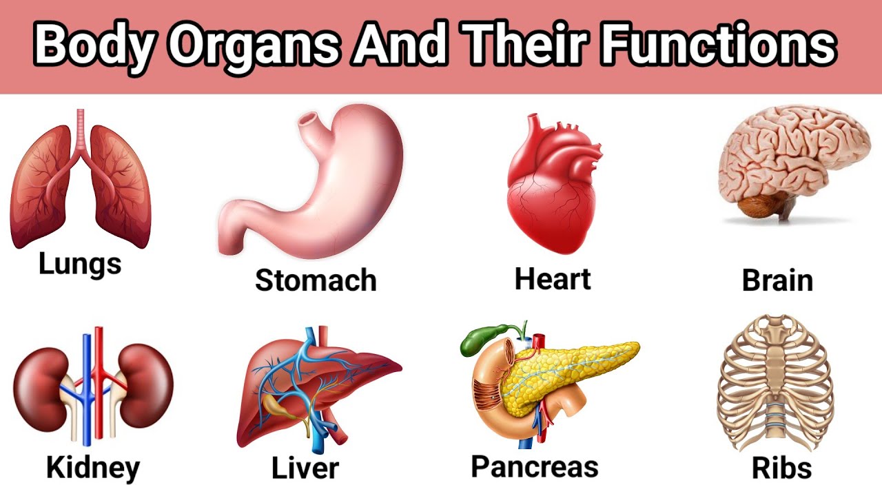 Internal Body Parts And Their Functions| Human Body Parts Name In ...
