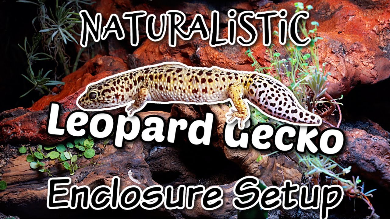 Naturalistic Bioactive Leopard Gecko Enclosure Setup! - YouTube