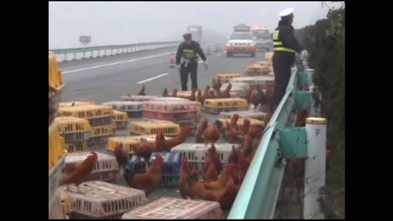 Chinese Police Chase Chickens After Accident But Fugitive Fowl Are ...