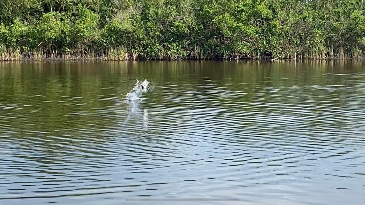 Fishing for tarpon in a pond - YouTube