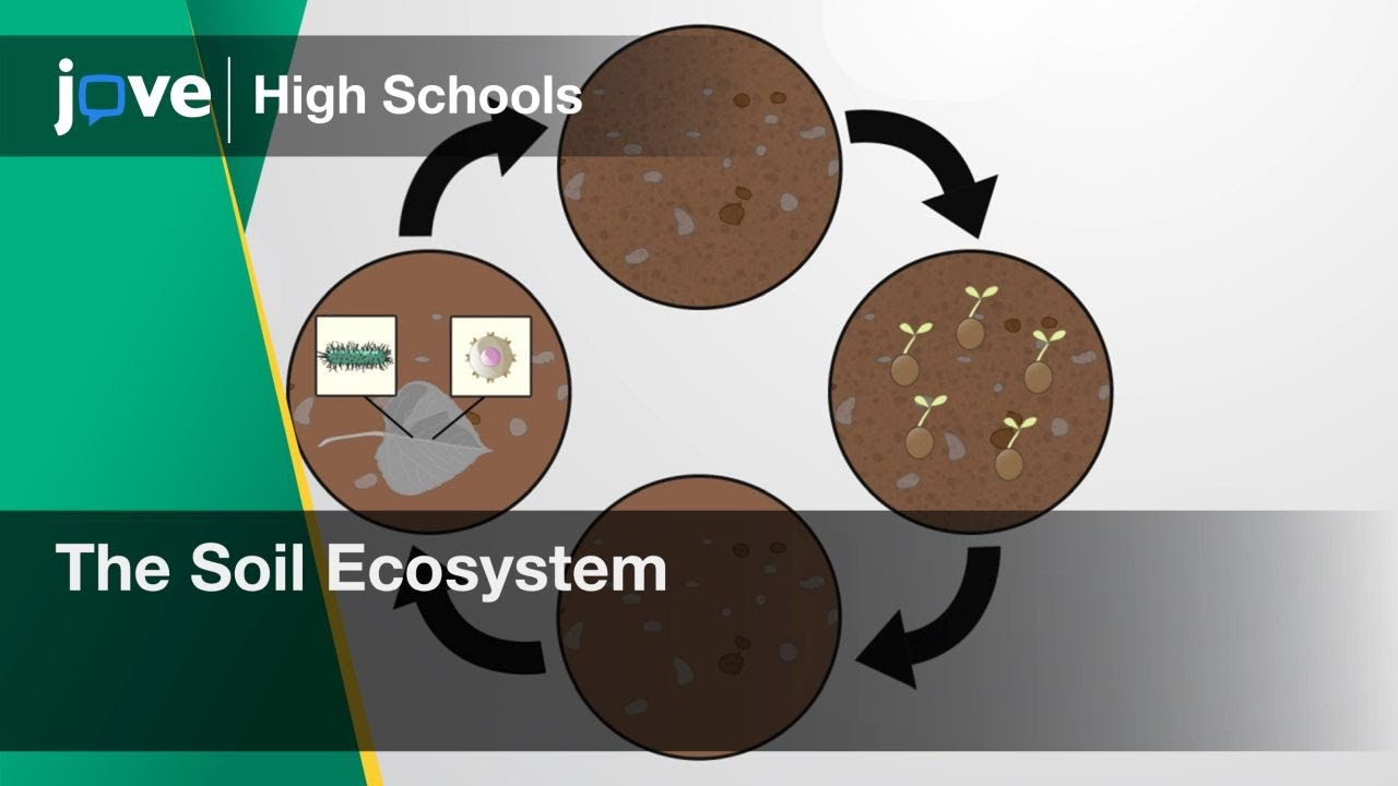 The Soil Ecosystem | Bio | Video Textbooks - Preview - YouTube