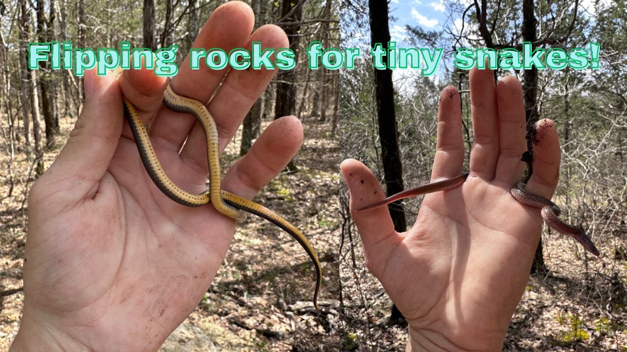 Spring Flipping for tiny snakes! Herping 2023| #herping - YouTube