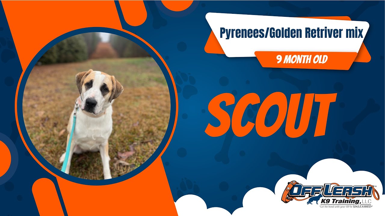 Scout's Transformation: Mastering Obedience and Confidence | Off Leash ...