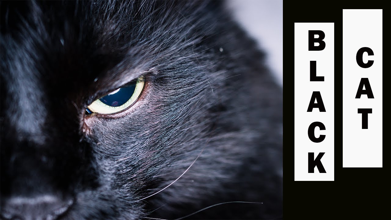 The Haunting History of Black Cats: A Tale of Luck and Lore - YouTube