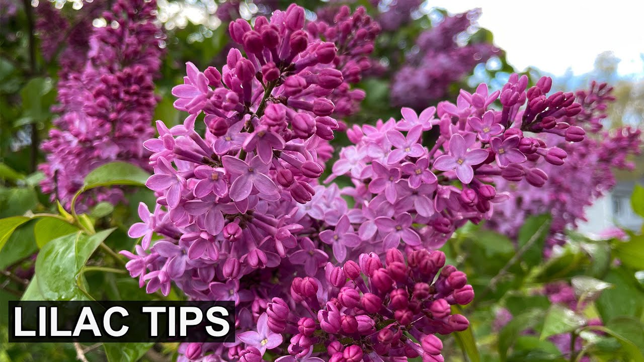 4 Expert Tips for Spectacular Lilac Blooms - YouTube