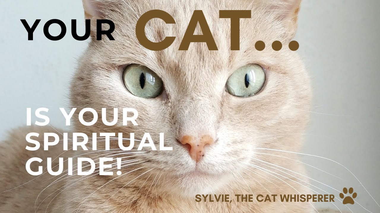 Cats & The Awakening Summit | The truth about cats and how they help us ...