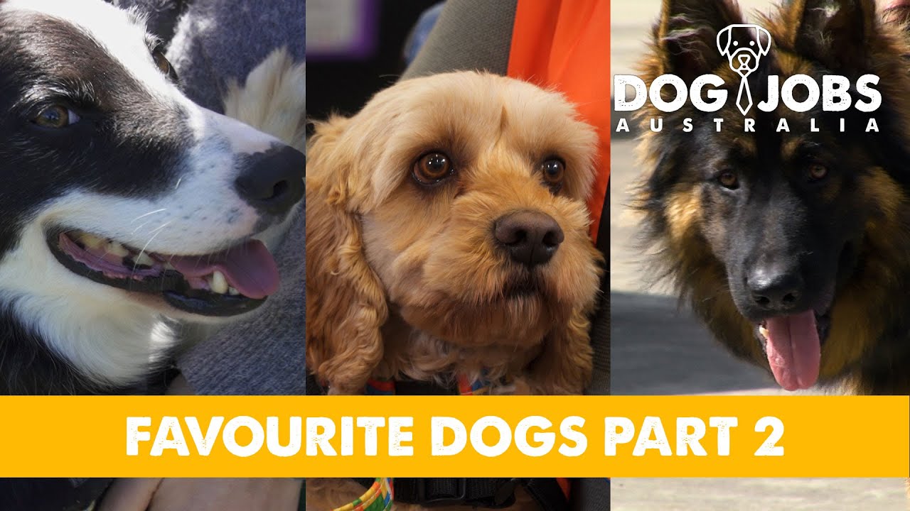 DOG JOBS AUSTRALIA - S02E06 - FAVOURITE DOGS - PART 2 - YouTube