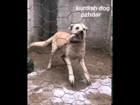 Kurdish mastiff facts/Oldest Dog Breed in Asia-Pejdar dog-assyrian ...
