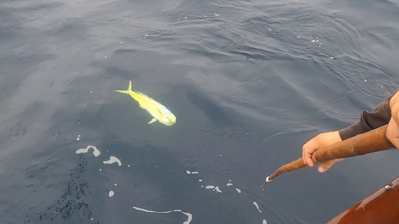 Limits of Dorado and limit of Bluefin tuna on the Legend San Diego ...