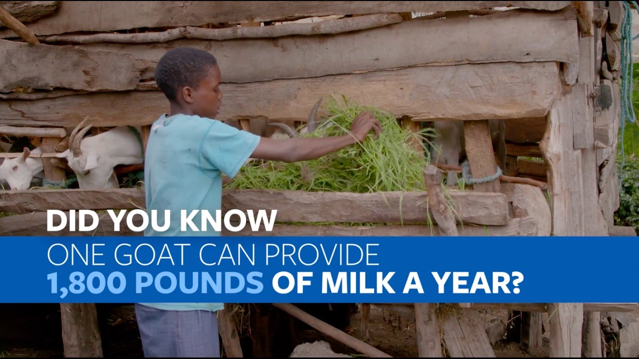 Why Give a Goat? - Compassion International - YouTube