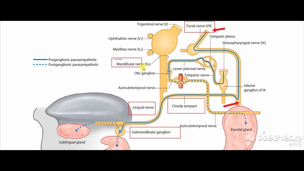 Submandibular salivary gland nerve supply 2 - YouTube