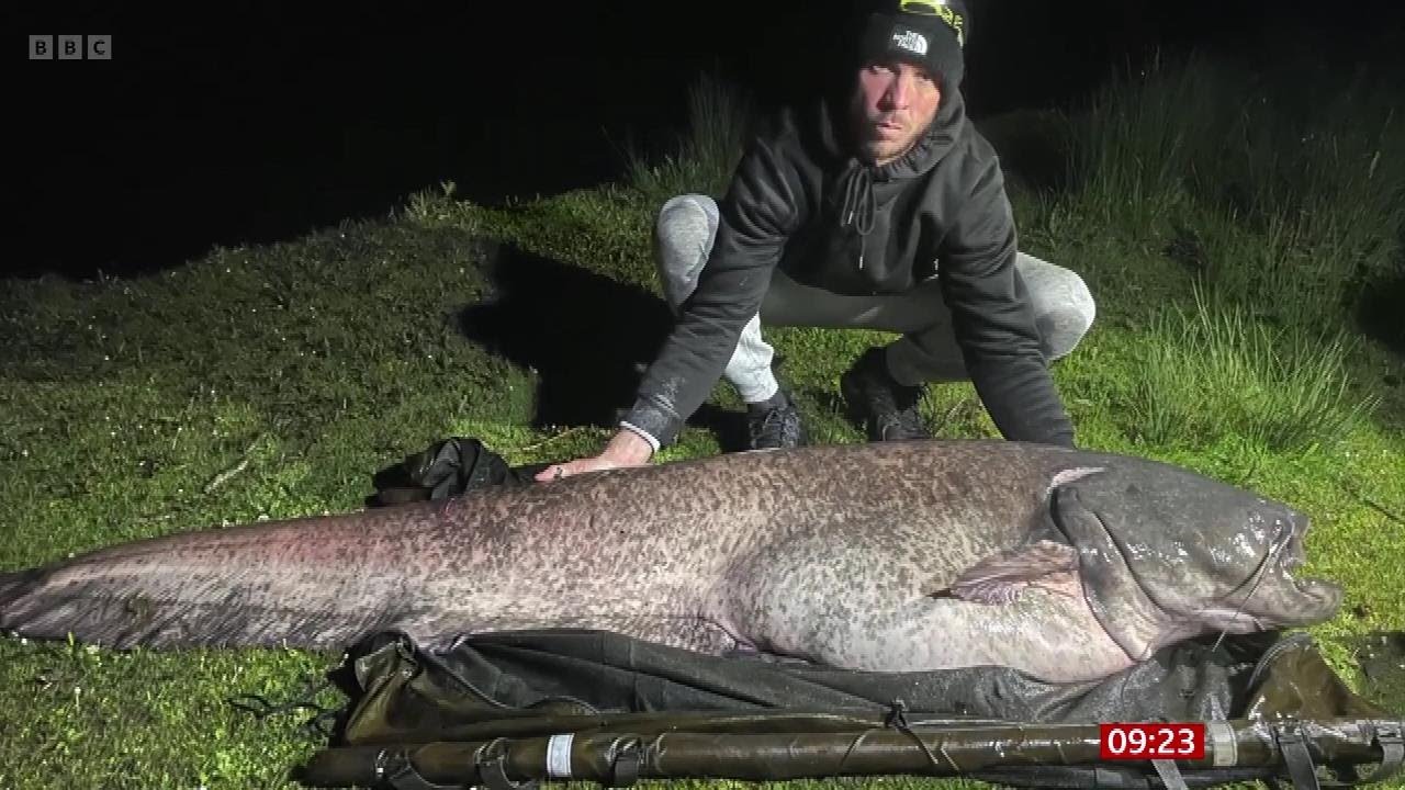 Darren Reitz Catches "Monster" Catfish Story As Shared On On BBC ...