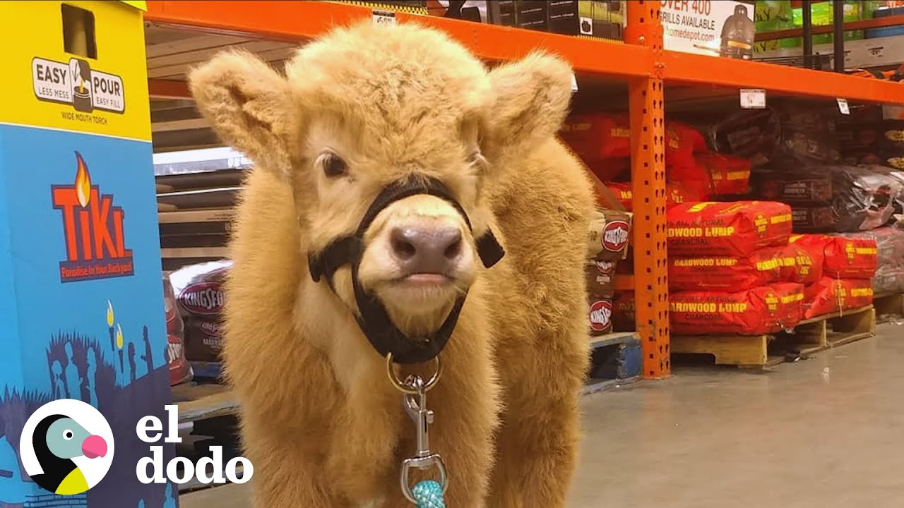 Torito peludo va a todos lados con su mamá | El Dodo - YouTube
