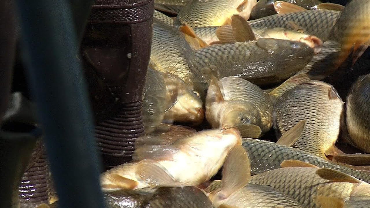 Carp Removal Underway at Crystal Lake - YouTube