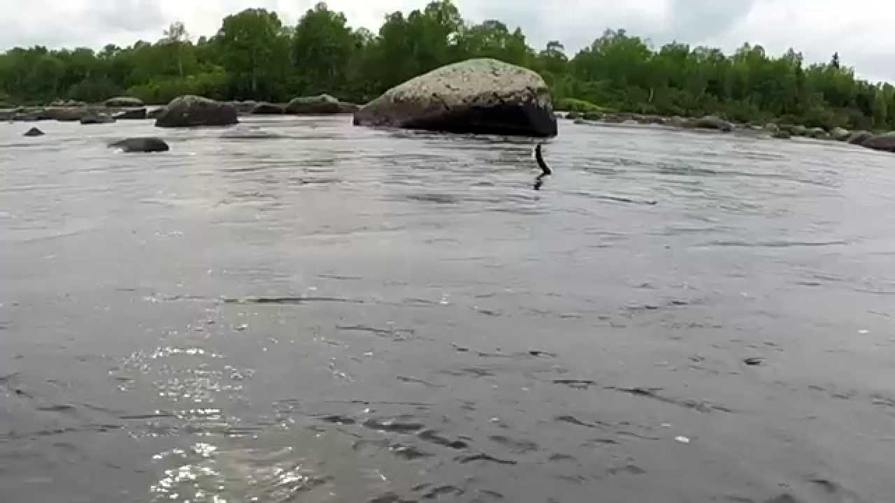 Atlantic Salmon Hooked Gander River, NL - YouTube