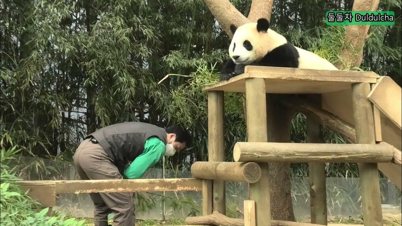 할부지 가지 말고 푸바오랑 놀아요 Youtube
