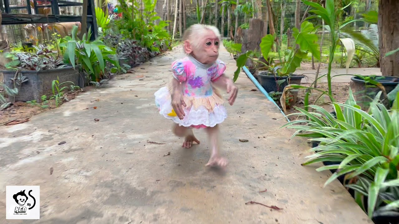 Screaming of Joy Ken Monkey Cutely Scream & Cling on the Caoch Excited ...